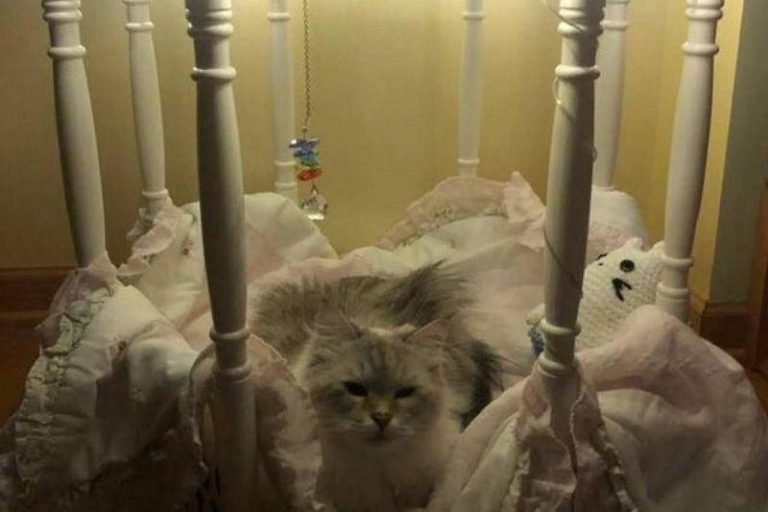 The Strangest Cat Behaviors, Explained | OceanDraw