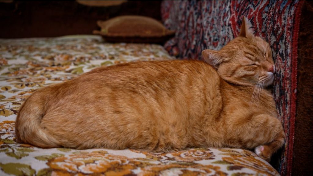 The Strangest Cat Behaviors, Explained | OceanDraw